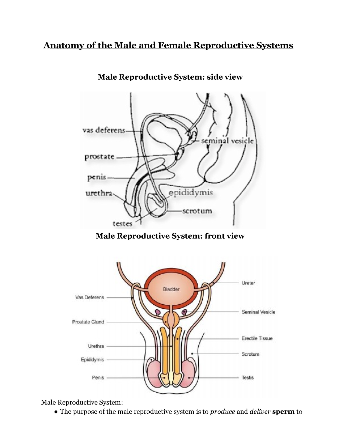 H1 And Cd Anatomy Of The Male And Female Reproductive Systems Anatomy