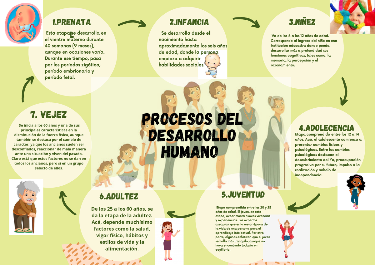 Organizador Gráfico Psicologia 6 Procesos Del Desarrollo Humano Esta