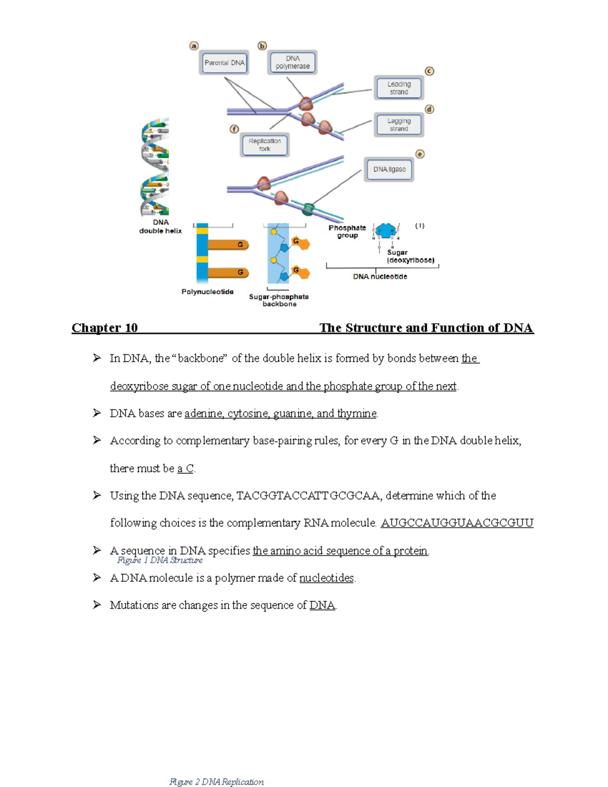 Dna Structure And Function Worksheet