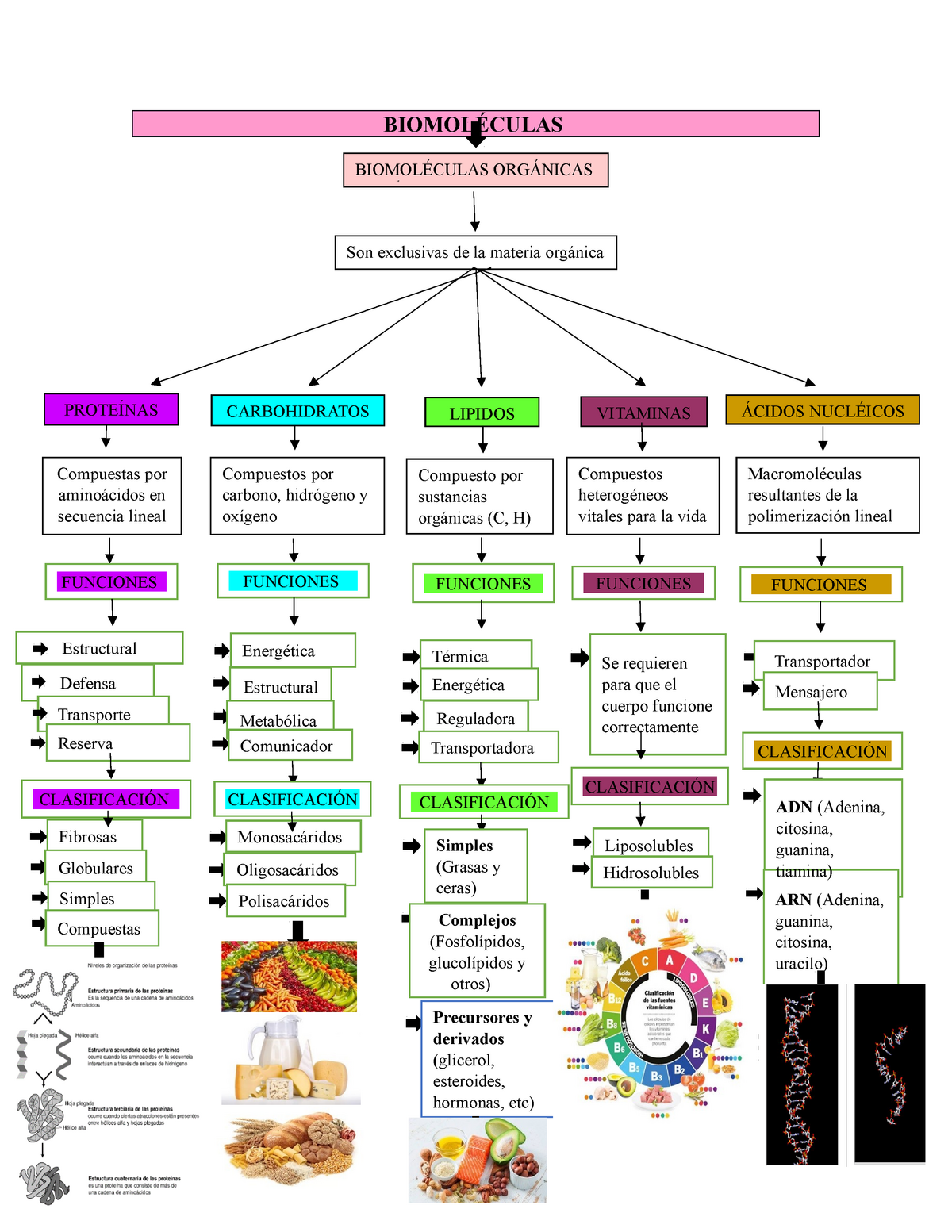 Mapa Conceptual De Biomoléculas Orgánicas Images And Photos Finder