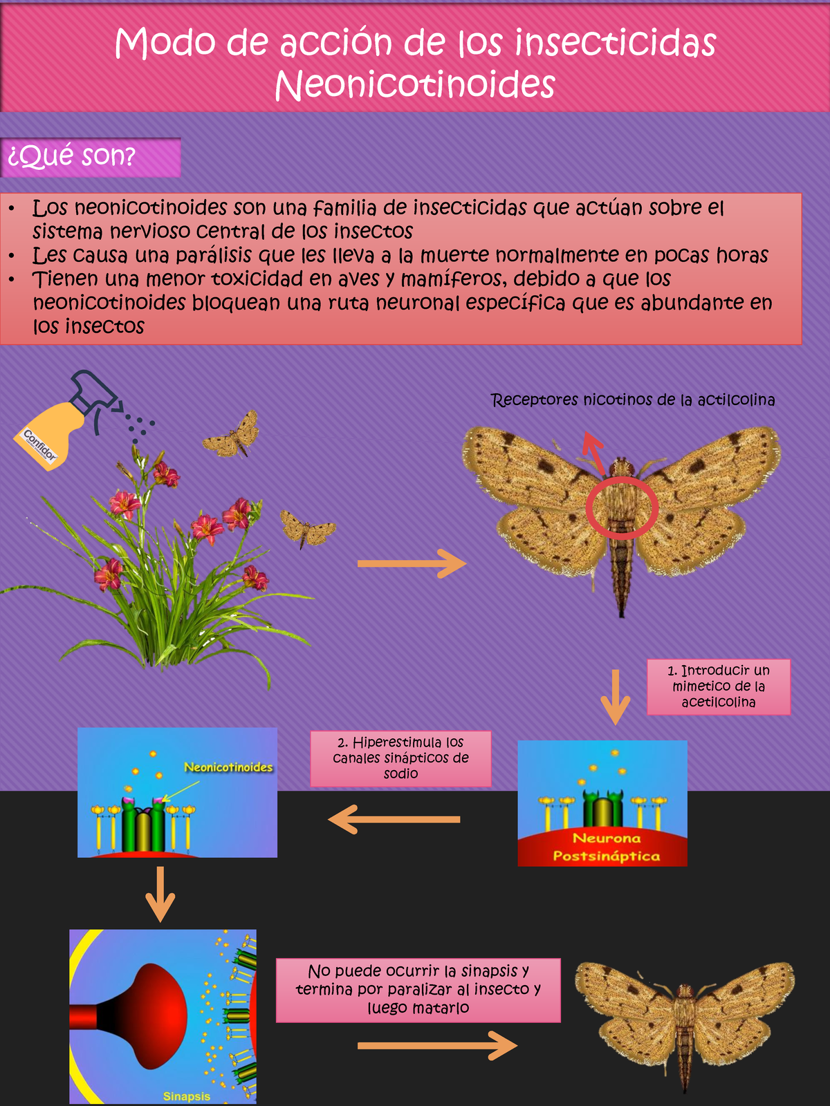 Rodar Absorber Escepticismo Mecanismo De Accion De Los Insecticidas