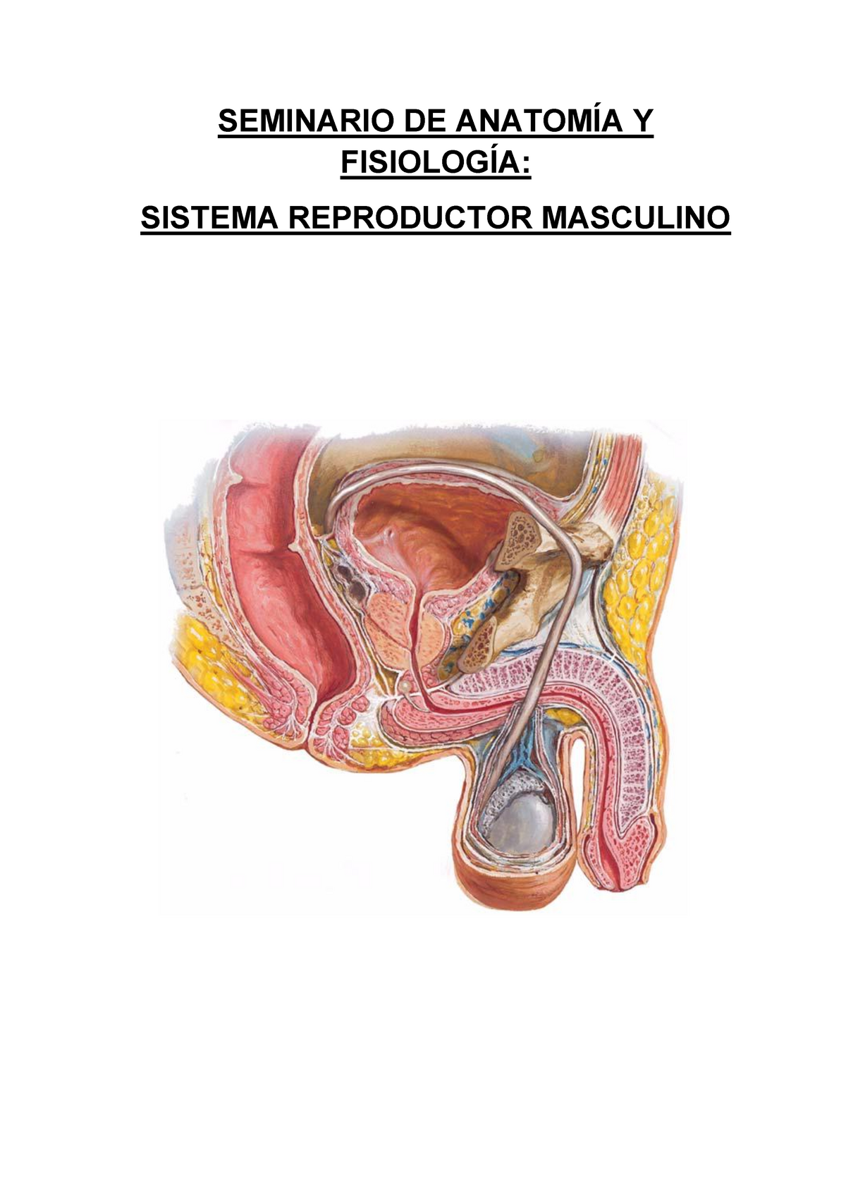 Sistema Reproductor Masculino Anatomía Uncaus Studocu