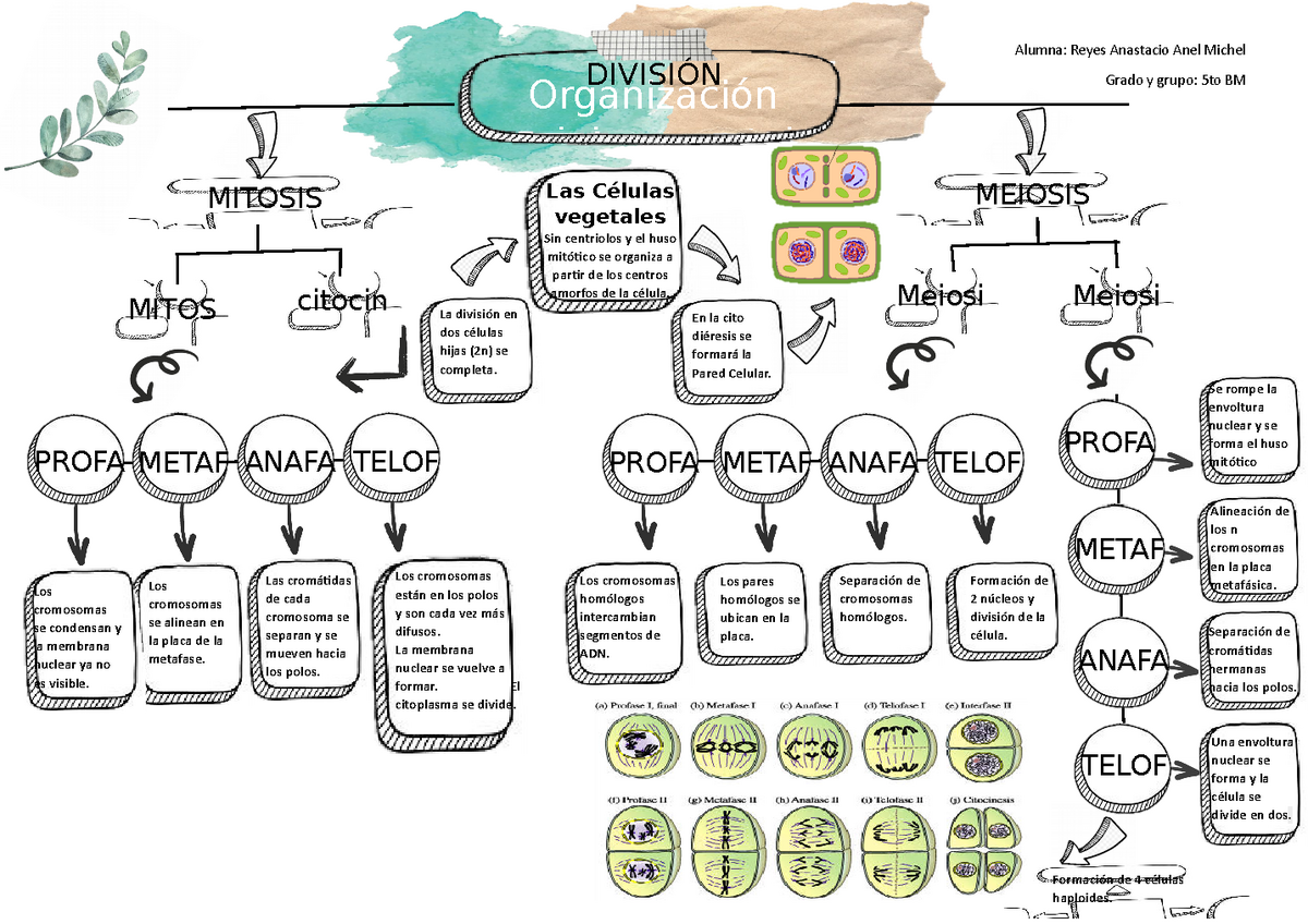 Mapa Conceptual De La Mitosis Y Meiosis Arbol