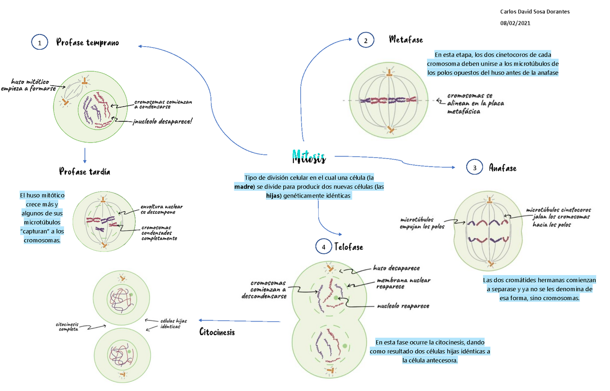 Mitosis Mapa Mental Tipo De División Celular En El Cual Una Célula