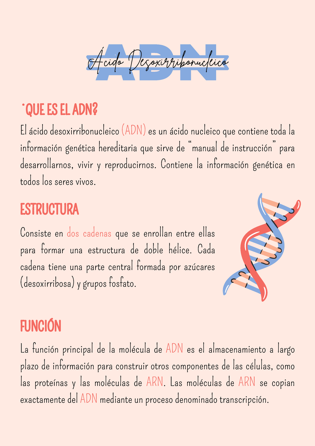 Adn Adn El ácido Desoxirribonucleico Adn Es Un ácido Nucleico Que