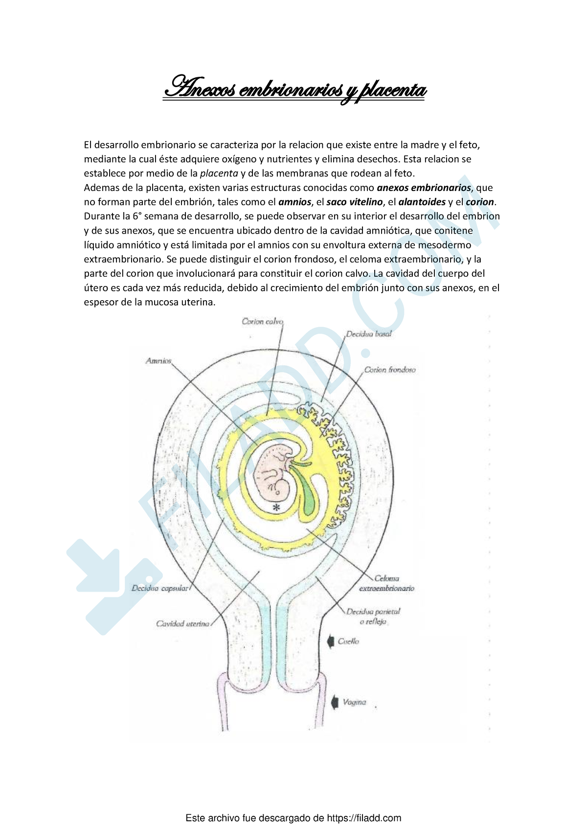 Anexos Embrionarios Y Placenta Anatomía I Unlp Studocu