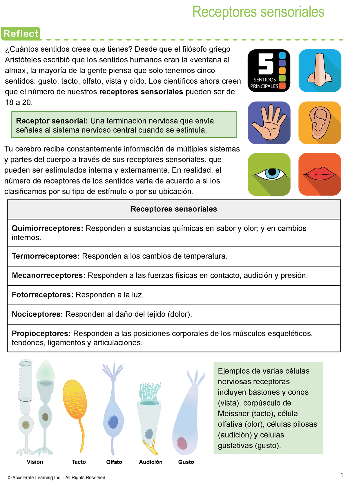 Receptores Sensoriales ¿cuántos Sentidos Crees Que Tienes Desde Que