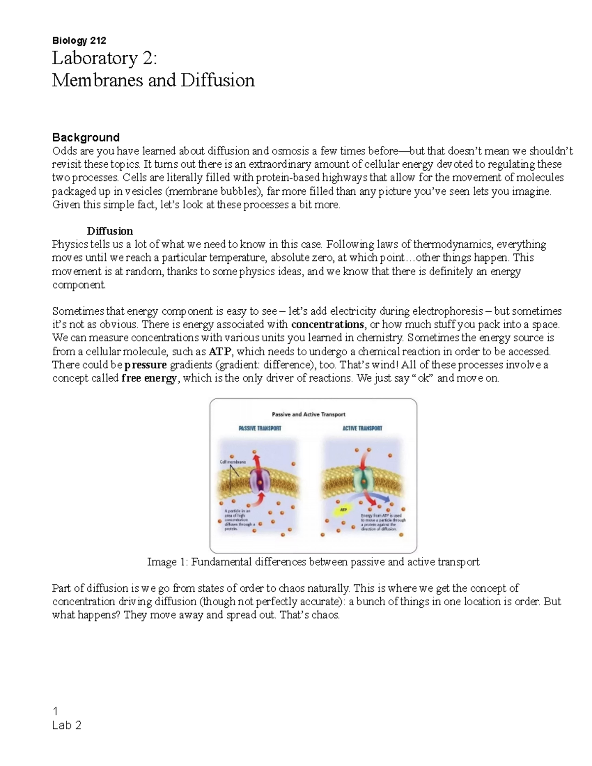 Lab 2 Membranes And Diffusion Biology 212 Laboratory 2 Membranes And