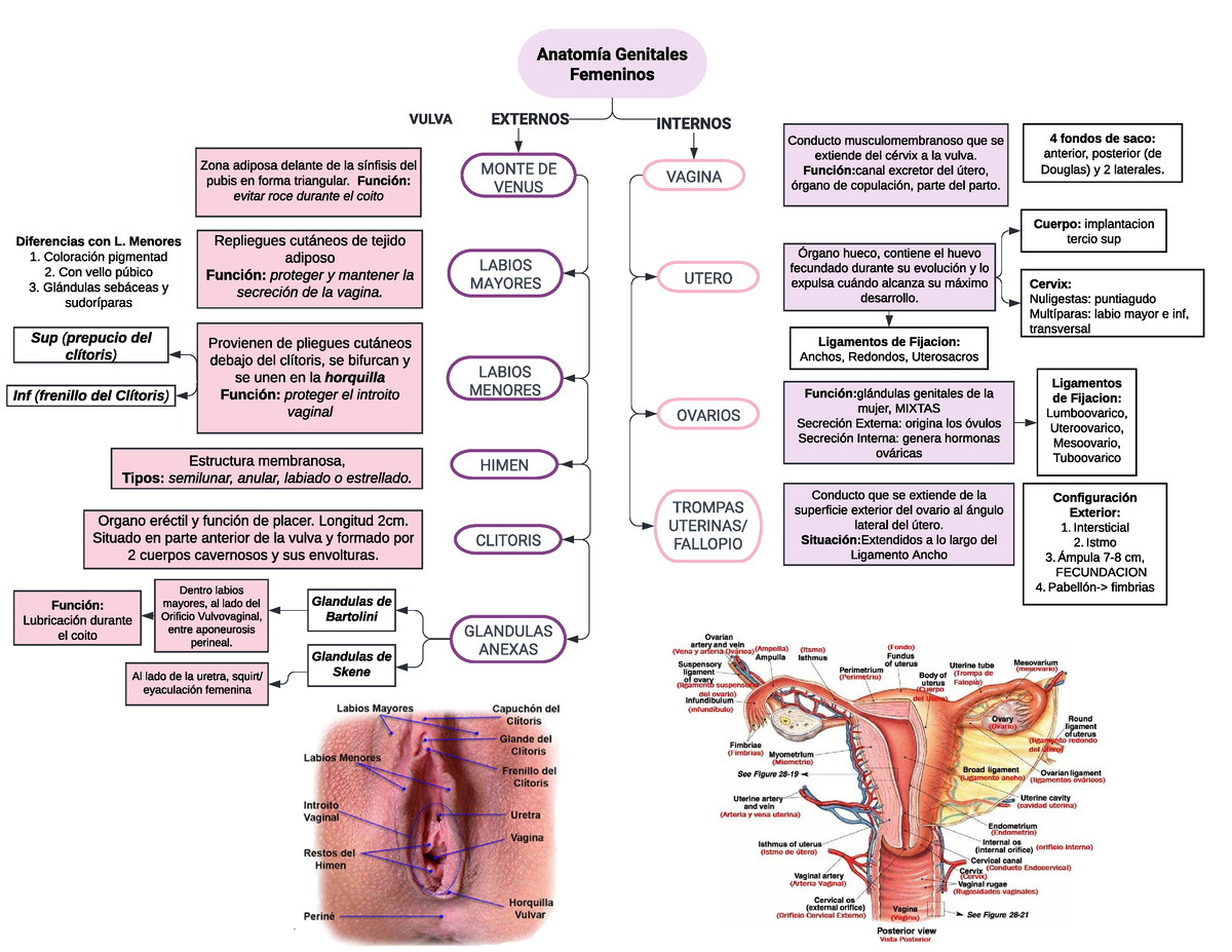 Mapa Genitales Femeninos Ginecología Williams Anatomía Genitales