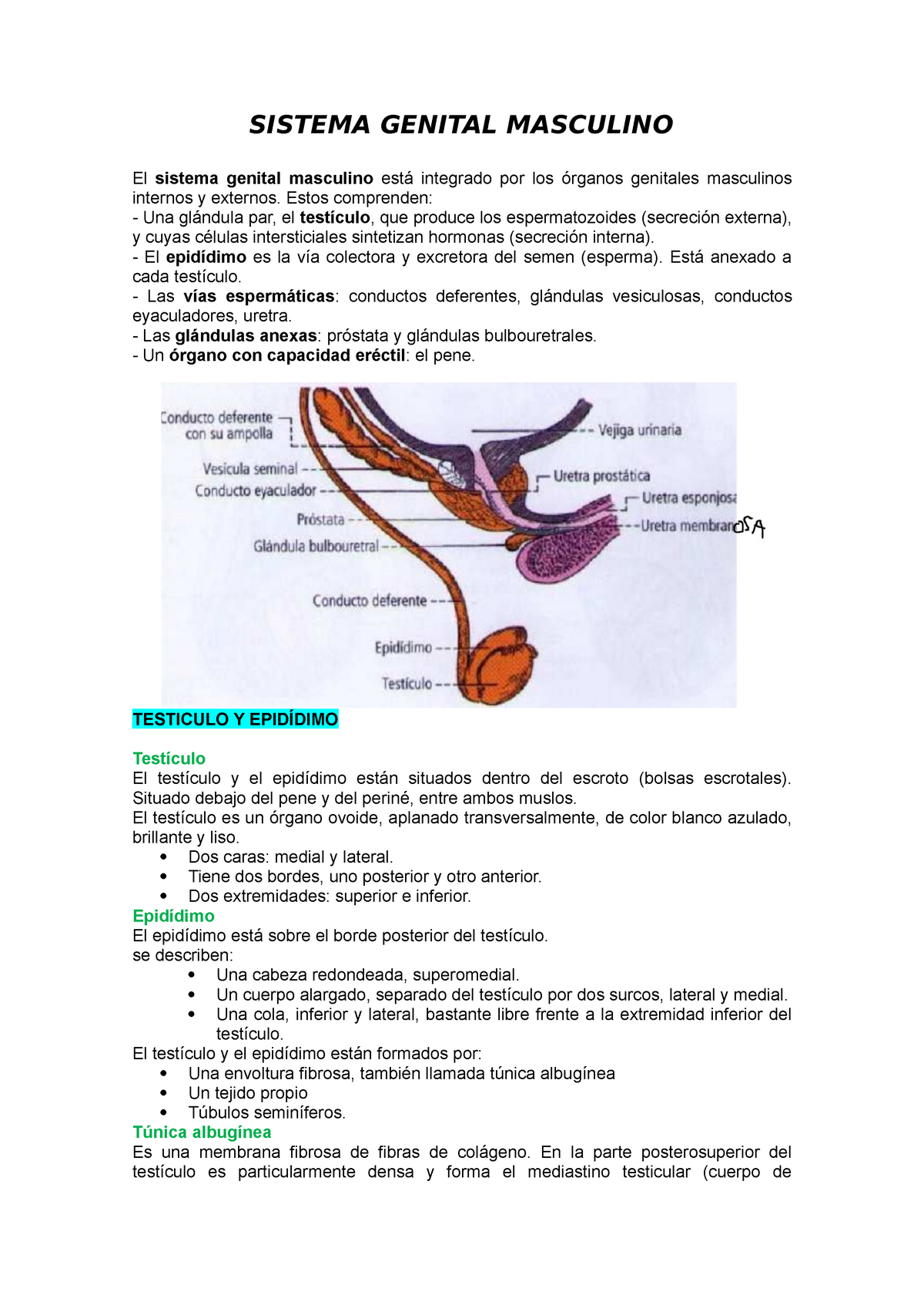 Sistema Genital Masculino Estos Comprenden Una Glándula Par El