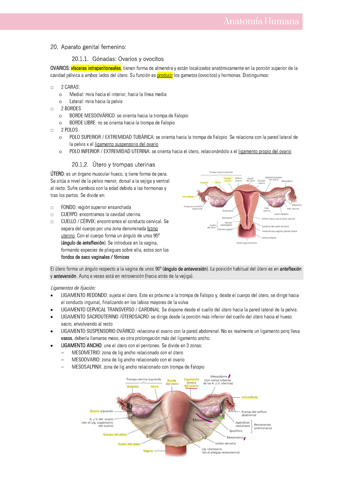 T20 Aparato Genital Femenino Anatomía Humana 20 Aparato Genital