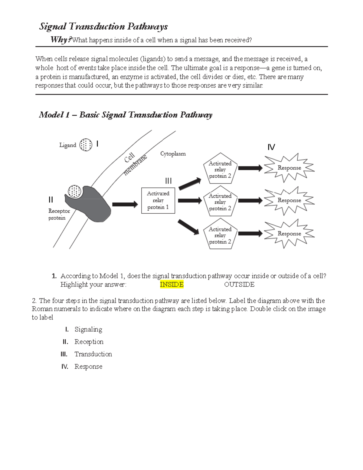 35 Signal Transduction Pathways Worksheet Answers Support Worksheet