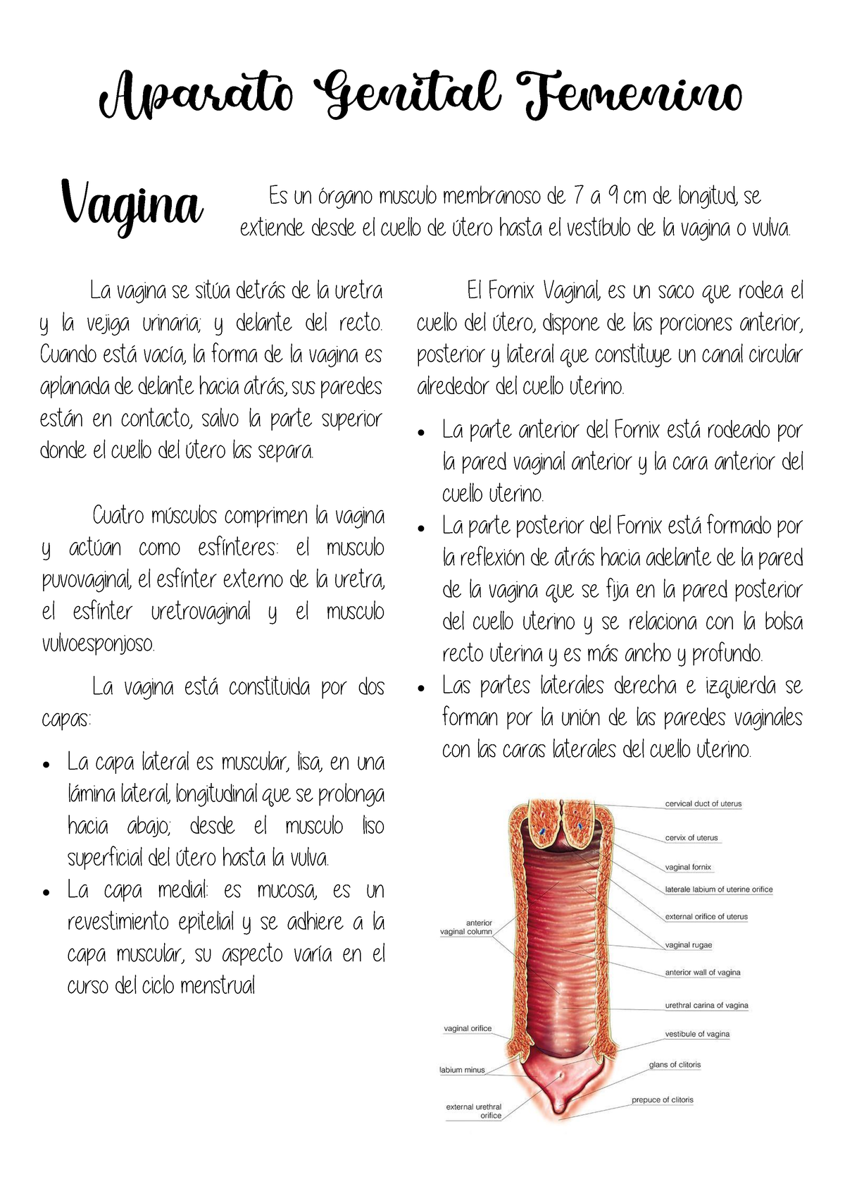 Aparato Genital Femenino Aparato Genital Femenino Vagina Es Un Ûrgano