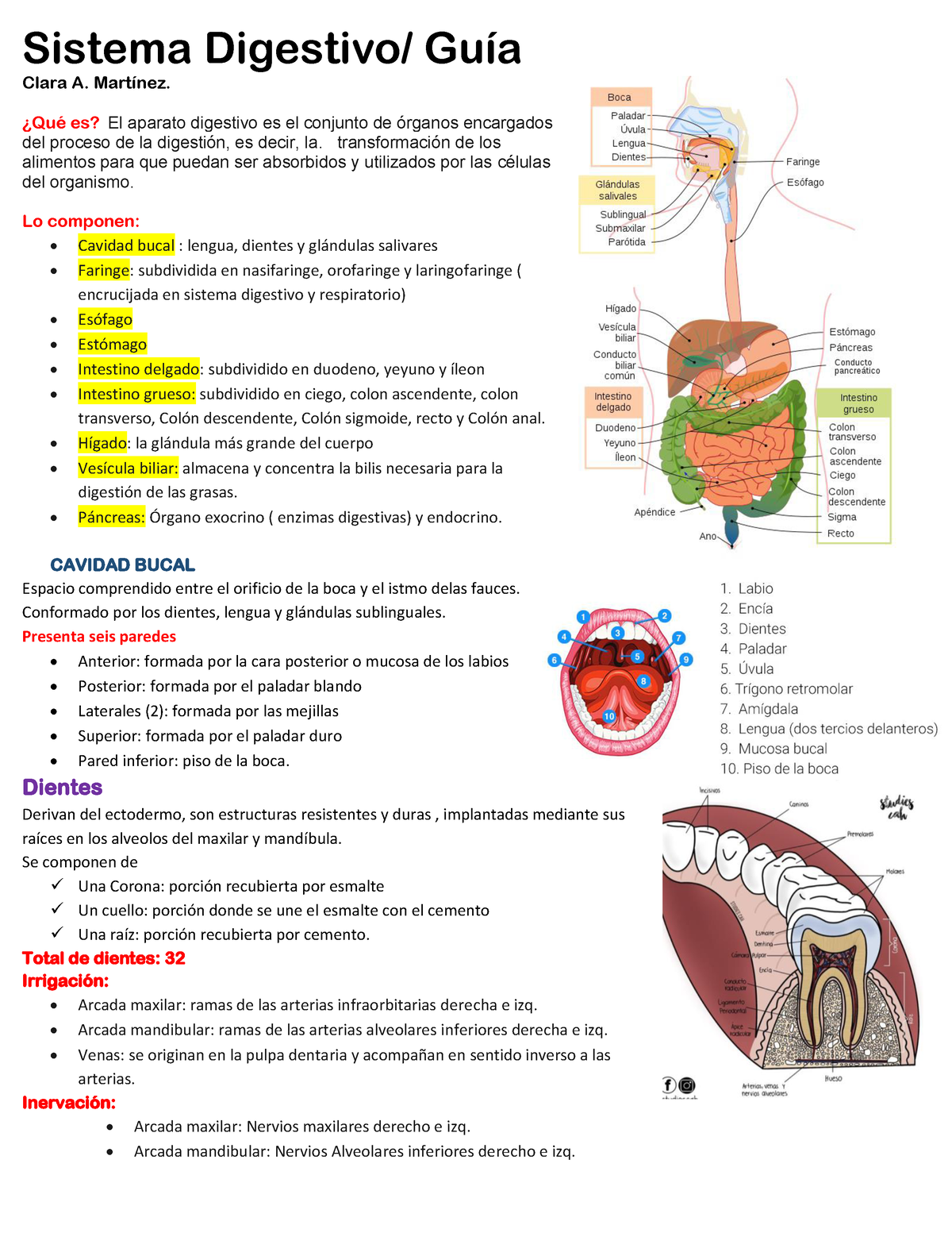 Sistema Digestivo Guía De Estudio Sistema Digestivo Guía Clara A