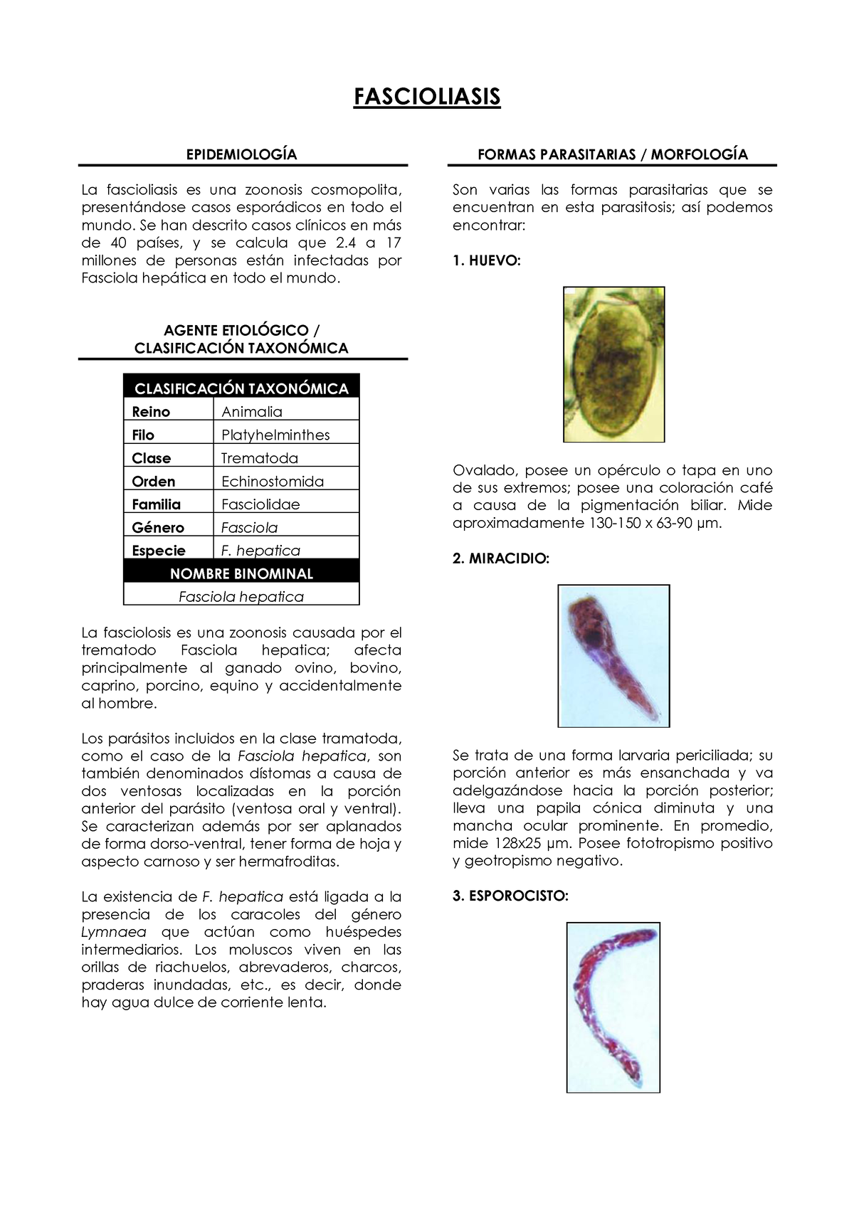 F Hepatica Morfología Ciclo Biológico Prevención Y Tratamiento