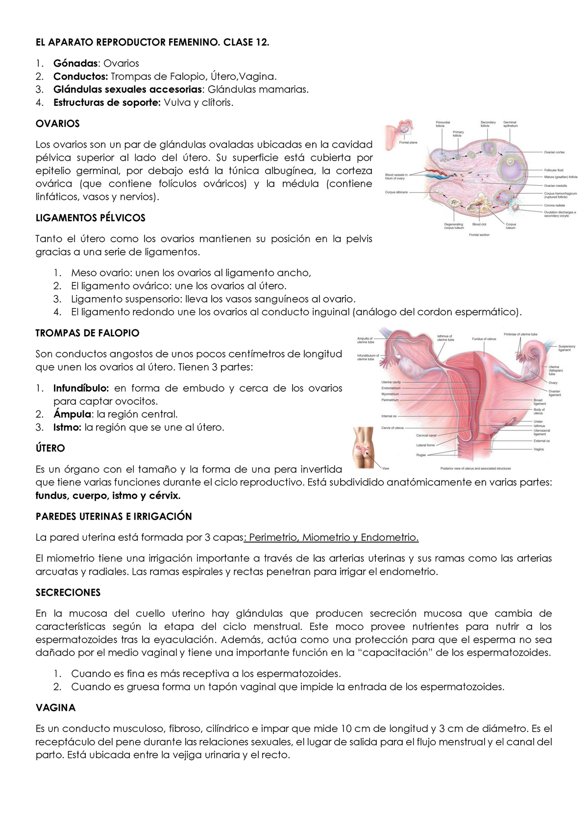 El Aparato Reproductor Femenino Clase 12 1 2 3 4 Ovarios