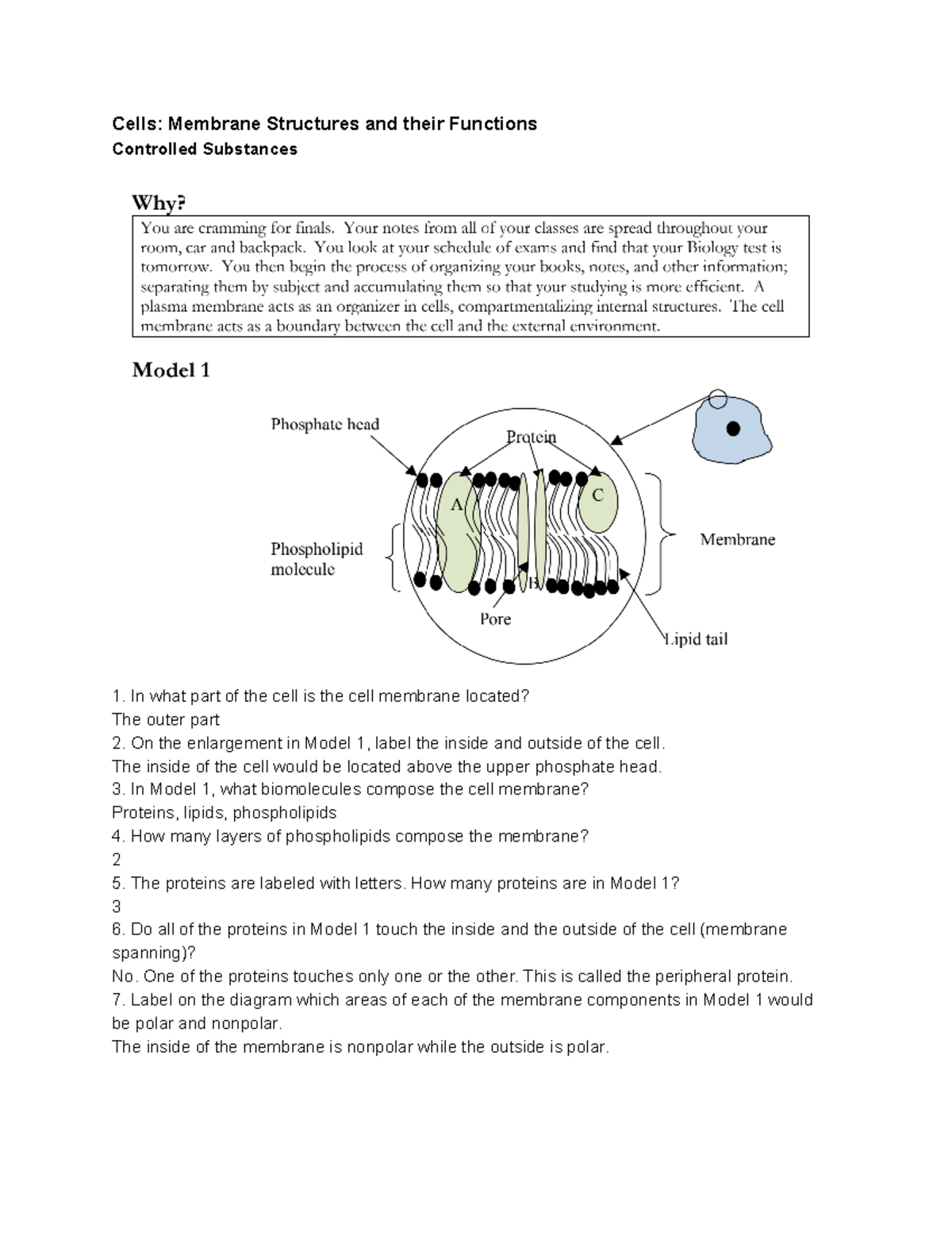 Pogil Cell Membrane Structure And Their Functions Cells Membrane