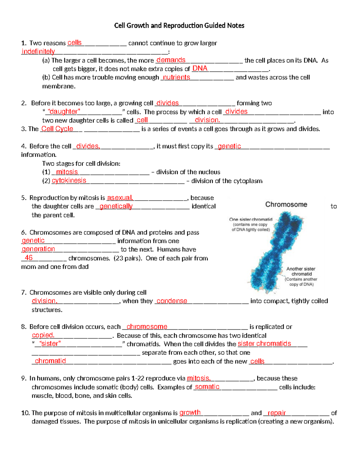 Cell Reproduction Worksheet Answers Pro Worksheet