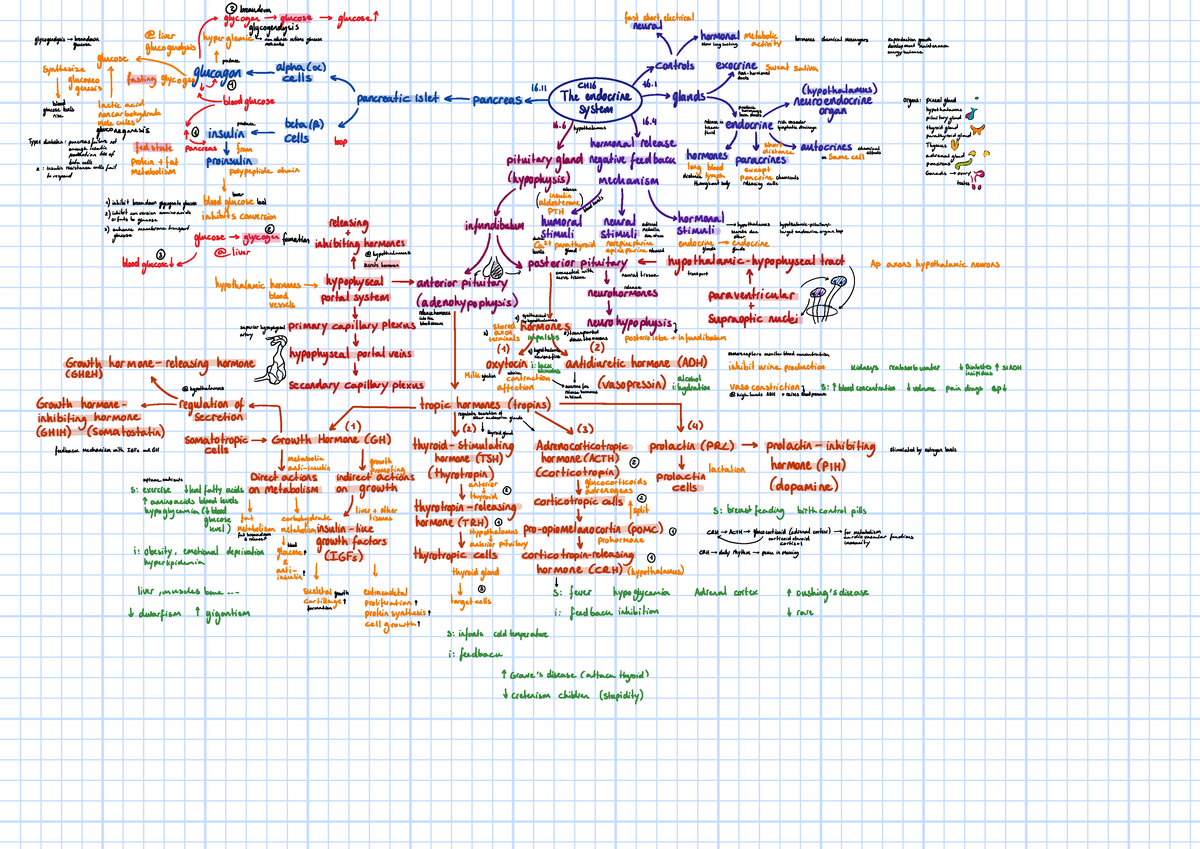 Mindmap Of All Definitions Pt2 Of Course Anatomy And Physiology