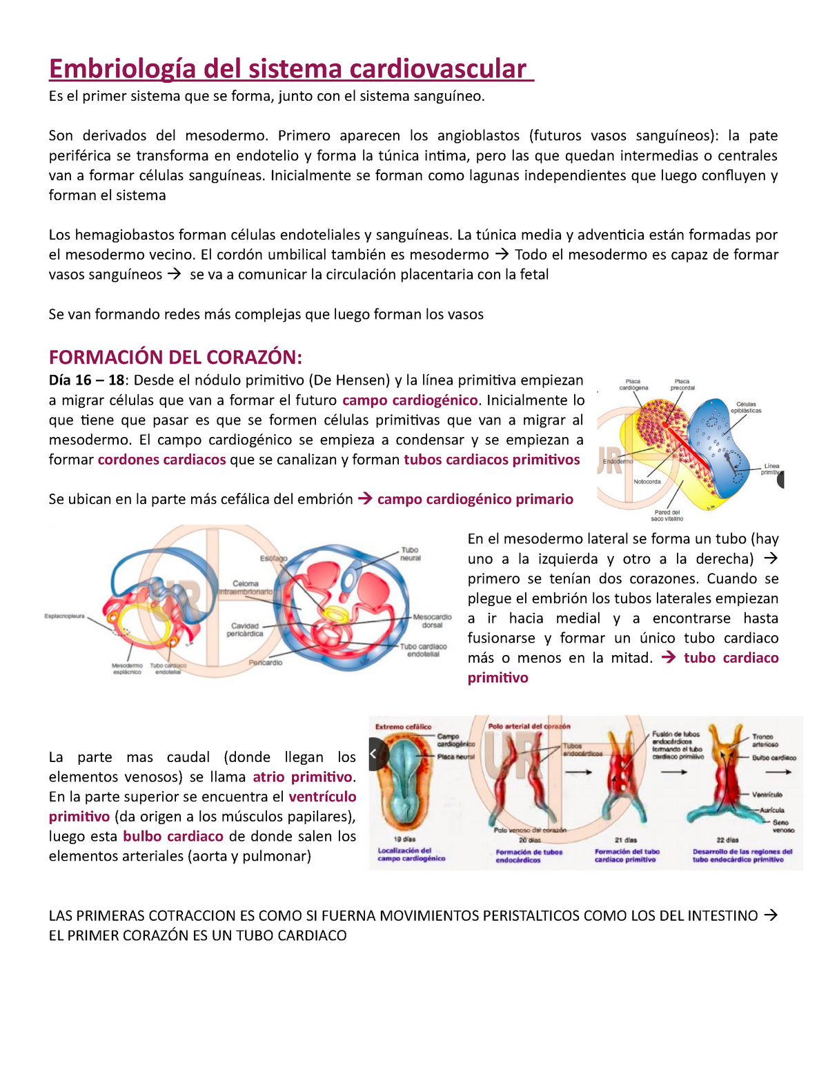 Embriología Del Sistema Cardiovascular Del Sistema Cardiovascular Es