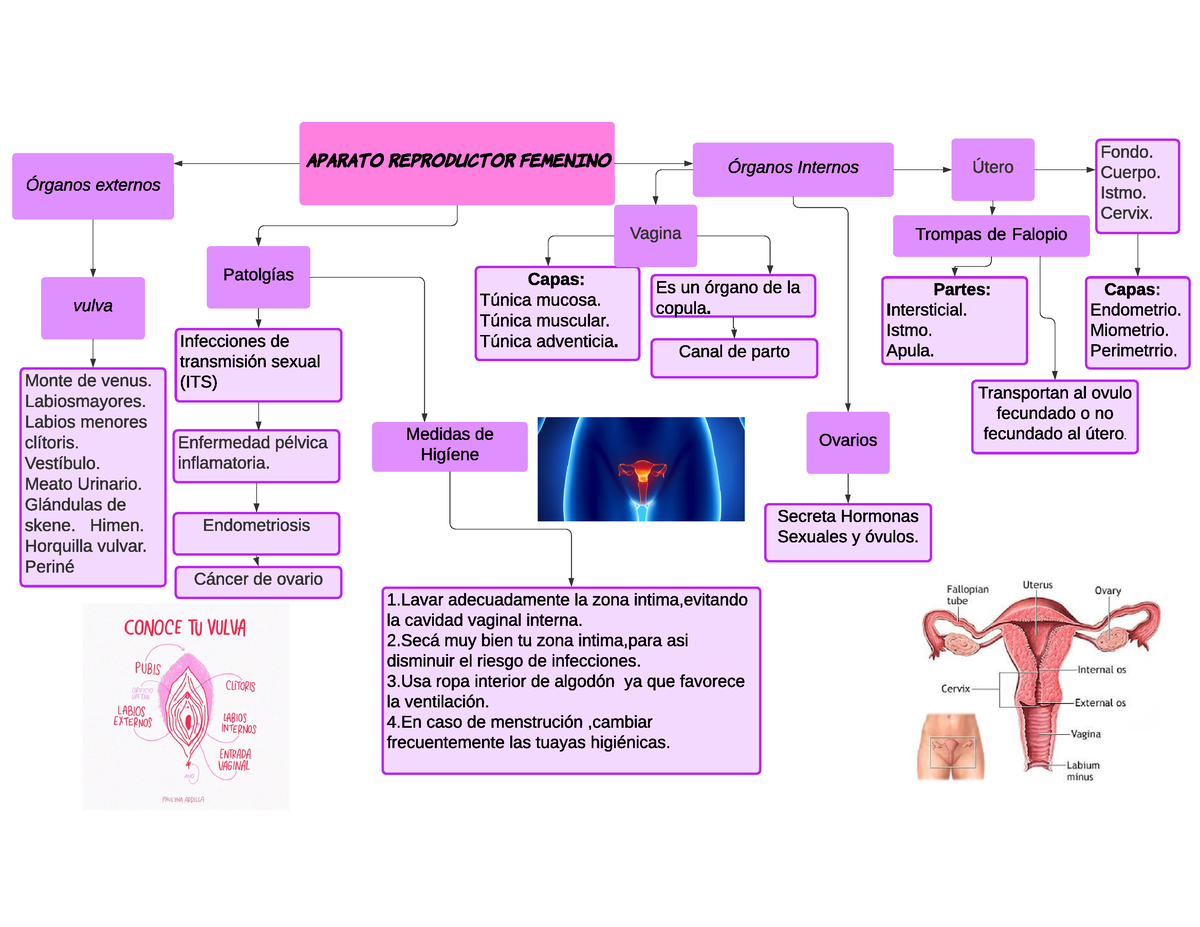 Mapa Conceptual Aparato Reproductor Masculino Monte De Venus