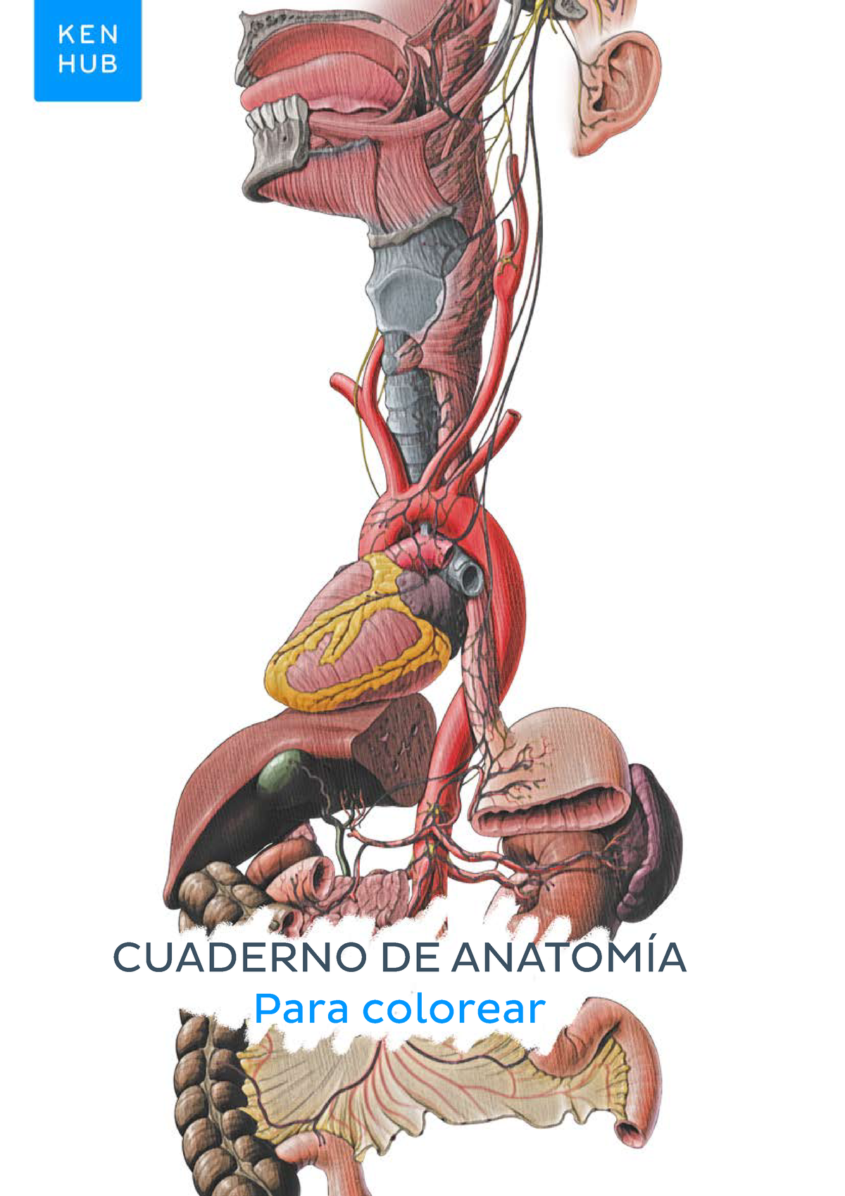 Cuaderno De Anatomia Para Colorear Anatomia Studocu