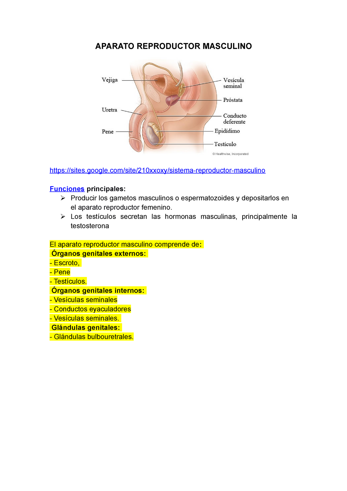 Anato Aparato Reproductor 2 Aparato Reproductor Masculino Studocu