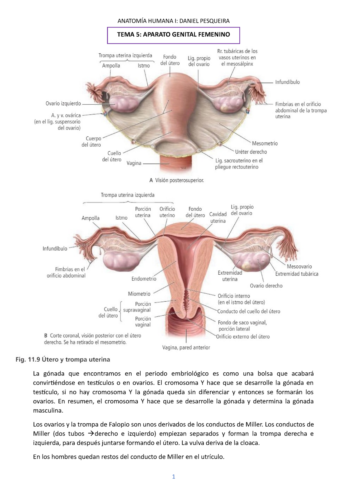 Tema 5 Aparato Genital Femenino AnatomÍa Humana I Daniel Pesqueira