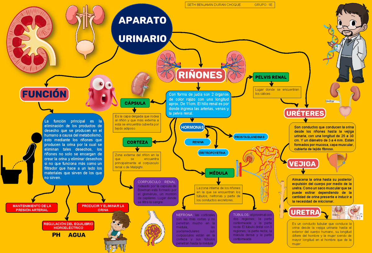 Sistema Urinario Mapa Mental Rectory