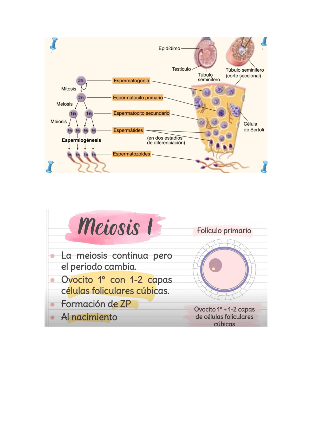 Embrio Practica Genética De Todo Un Componente Silent Spring