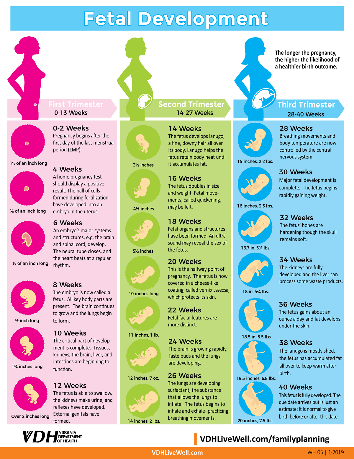 Fetal Development Chart 12 18 18 1 Vdhlivewell Vdhlivewell