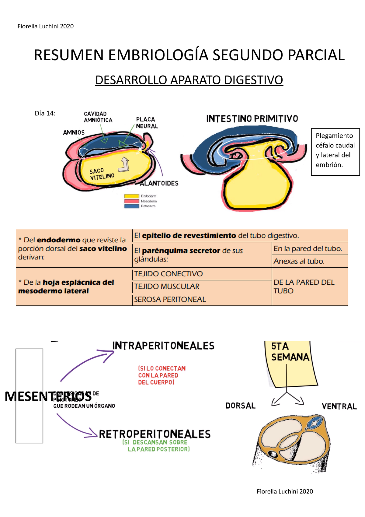 Resumen Embriología Segundo Parcial Resumen EmbriologÍa Segundo