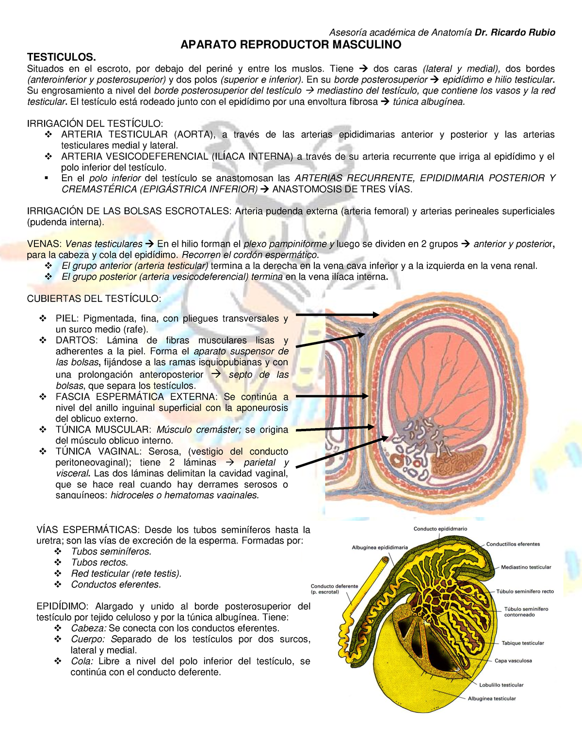 Aparato Reproductor Masculino Aparato Reproductor Masculino