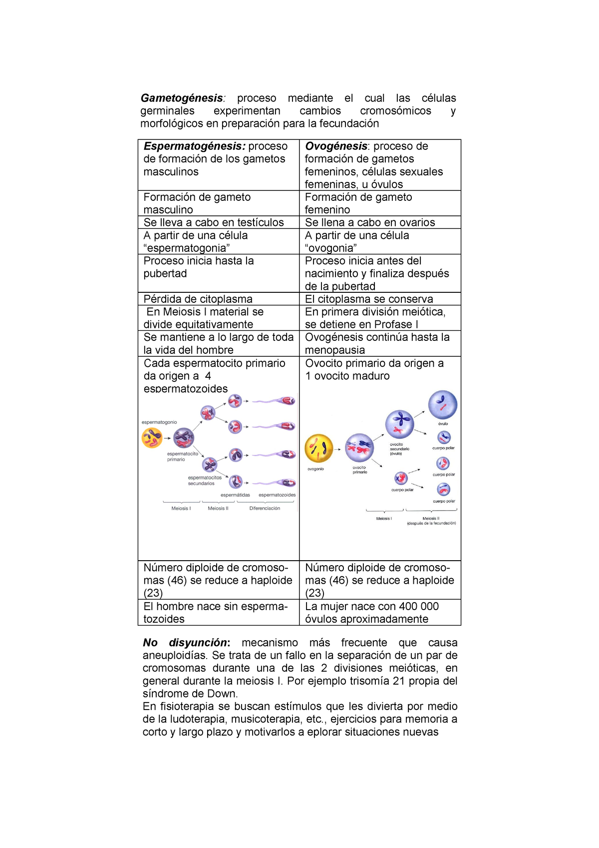 Cuadro Comparativo De Espermatogénesis Y Ovogénesis Espermatogénesis