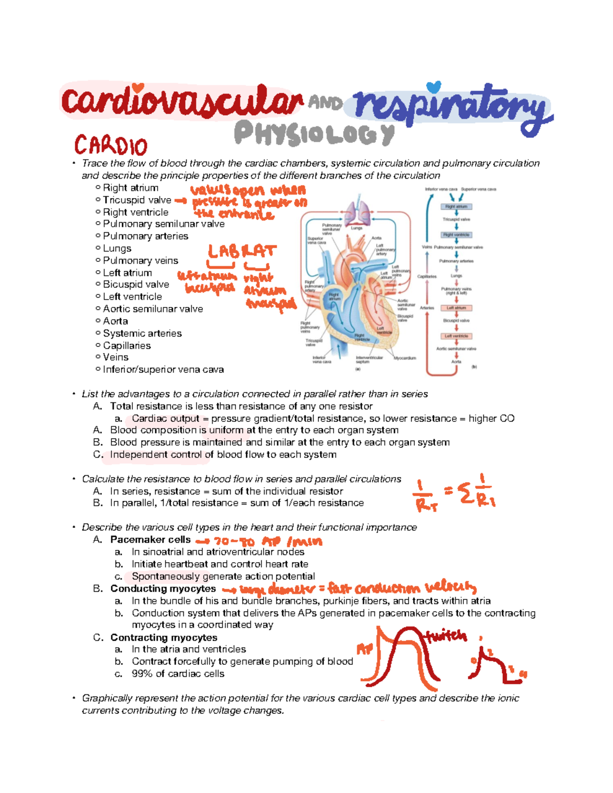 Physio Midterm 2 Trace The Flow Of Blood Through The Cardiac Chambers