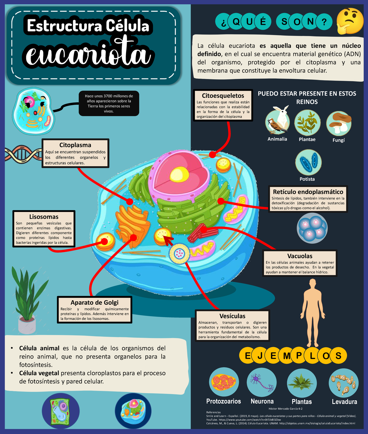 Infografia Celula Eucariota Esquemas Y Mapas Conceptuales De Biolog A