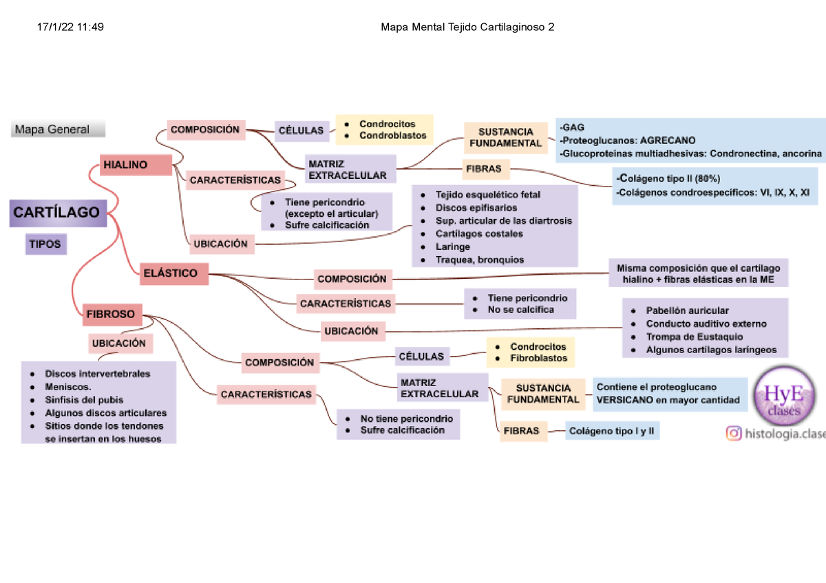 Mapa Mental Tejido Cartilaginoso 2 Histología Y Embriología Studocu