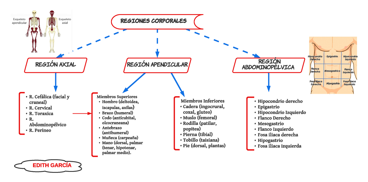 Regiones Corporales Mapa Conceptual Sobre El Sistema Excretor Con