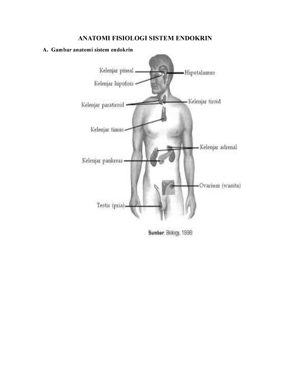 Sistem Endokrin Anatomi Fisiologi Sistem Endokrin A Gambar Anatomi