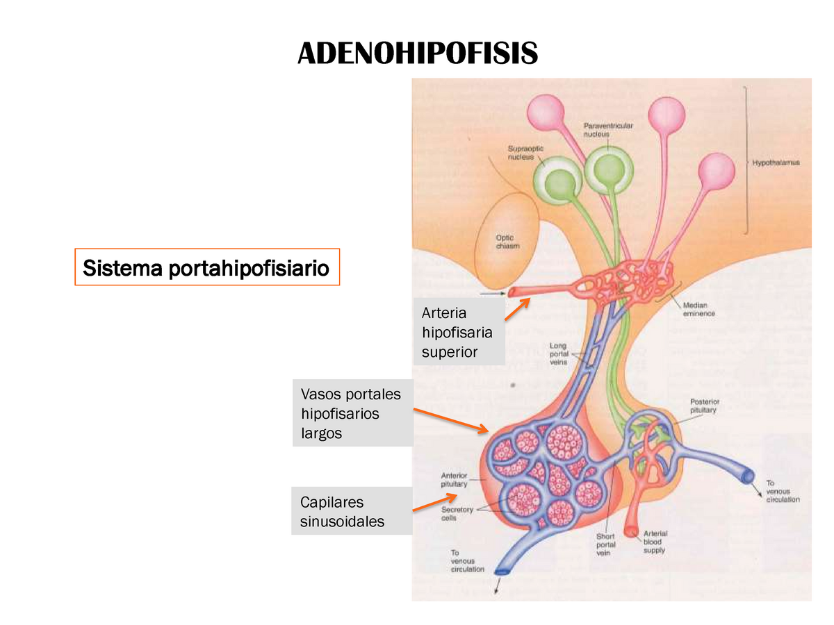 Adenohipofisis Resumen Completo Con Imágenes De Adenohipófisis