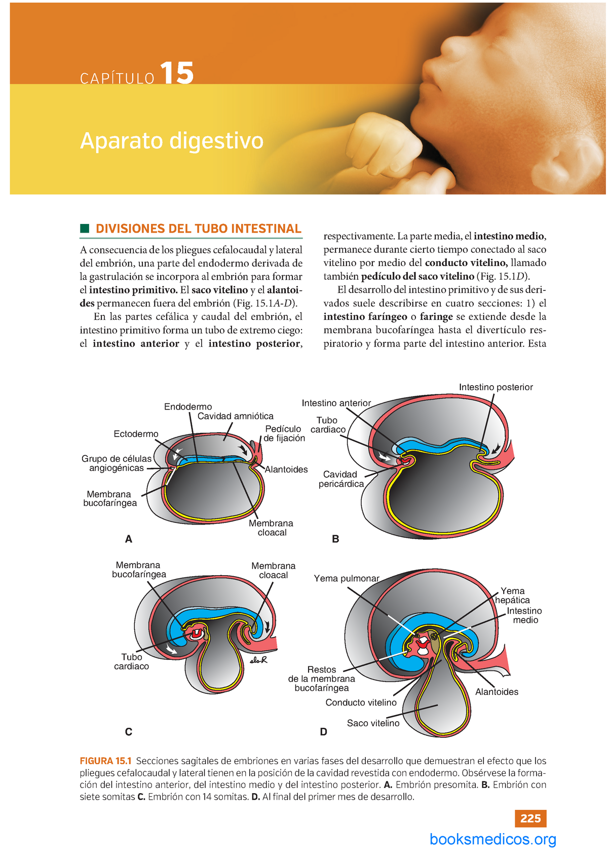 Embriología Langman Gastro 225 CapÍtulo 15 Aparato Digestivo