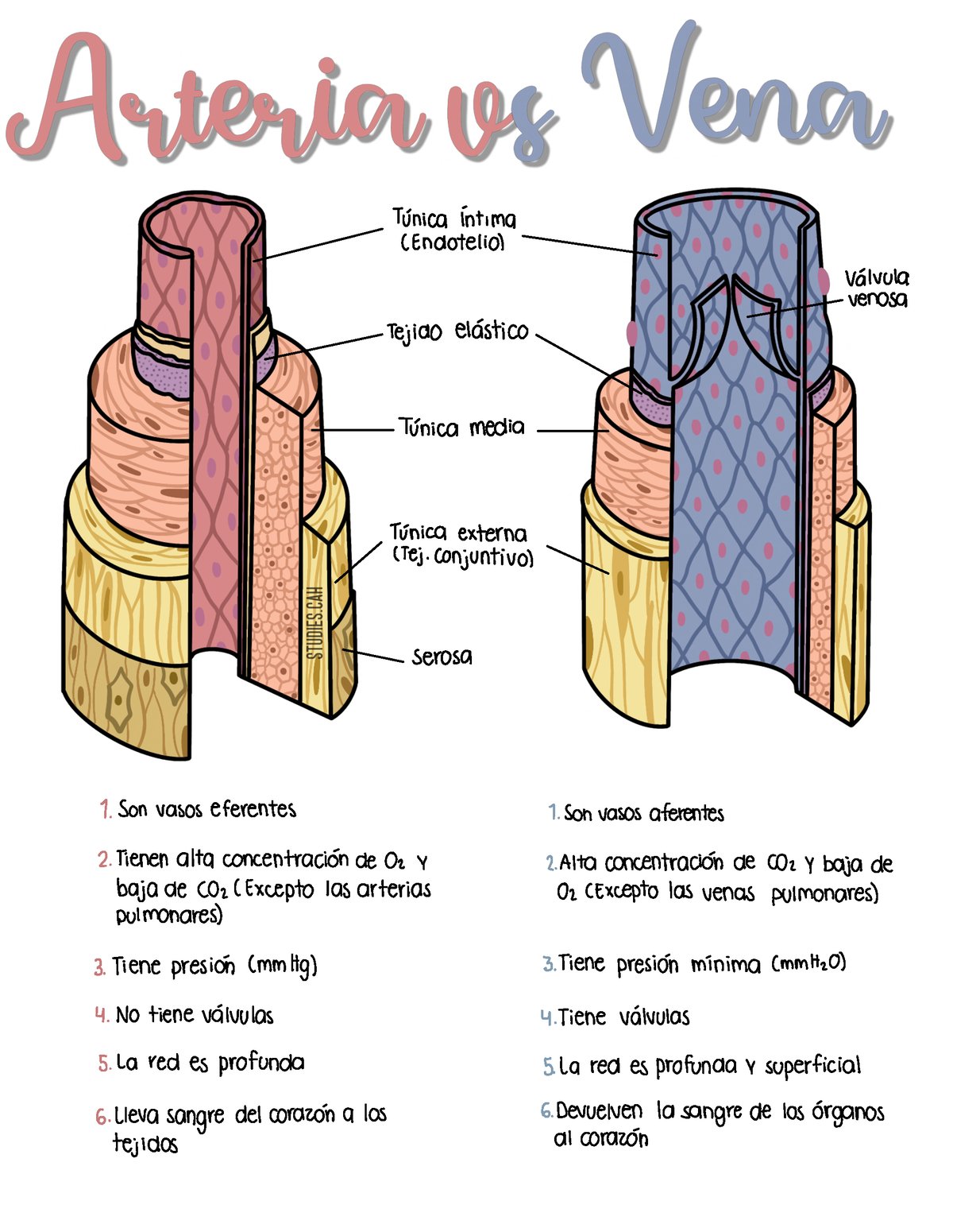 Arteria Vs Vena Arteris 1 Unica Intima Endotelio Válvula