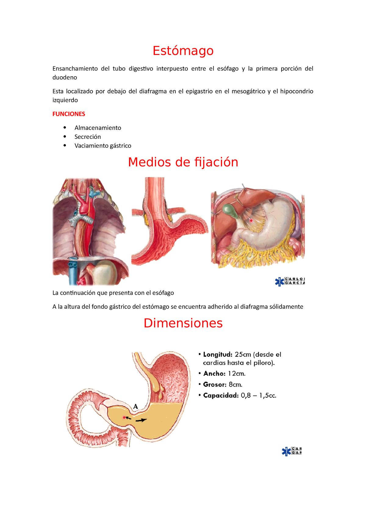 Estómago Estomago Estómago Ensanchamiento Del Tubo Digestivo