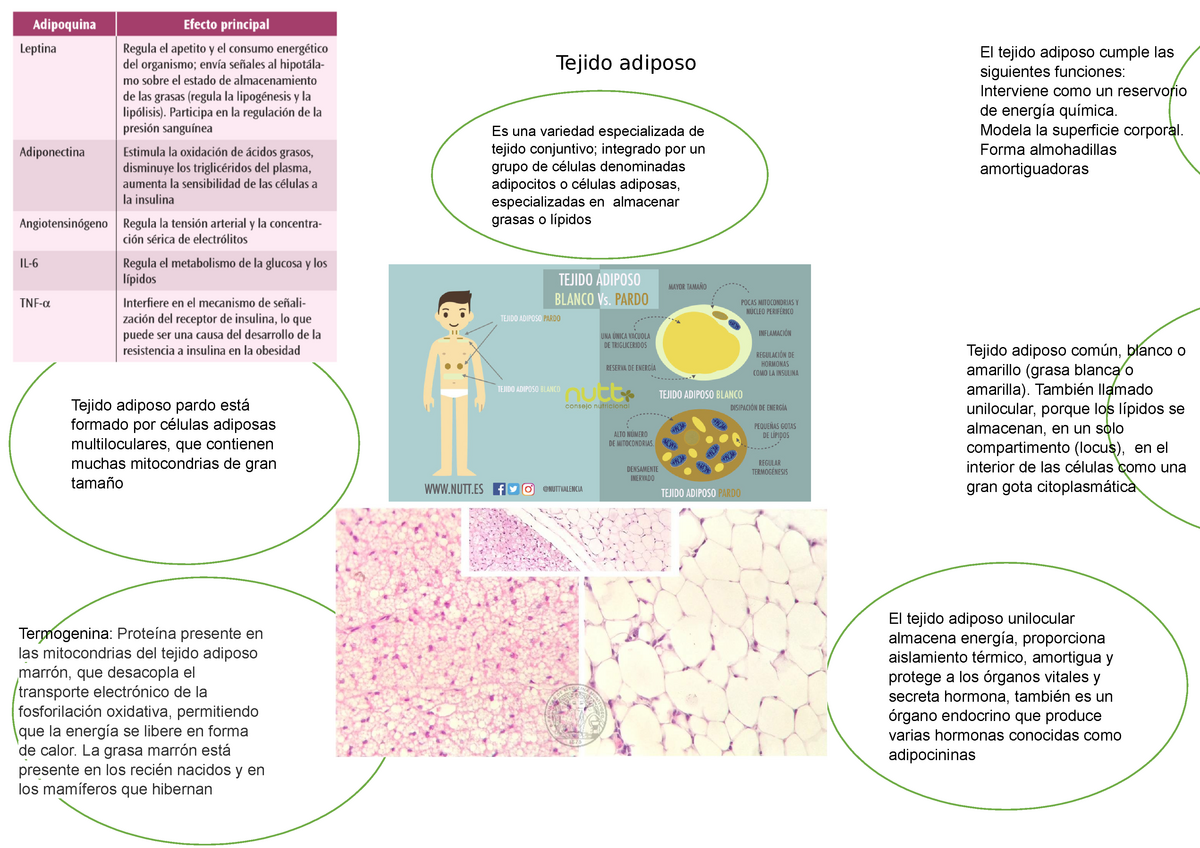 Tejido Adiposo Apuntes 3 Tejido Adiposo Es Una Variedad