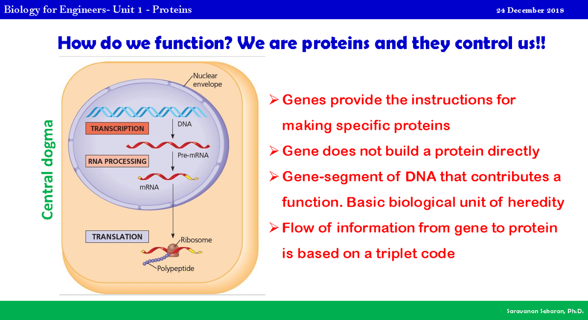 Unit 1 Proteins Protein Notes How Do We Function We Are Proteins