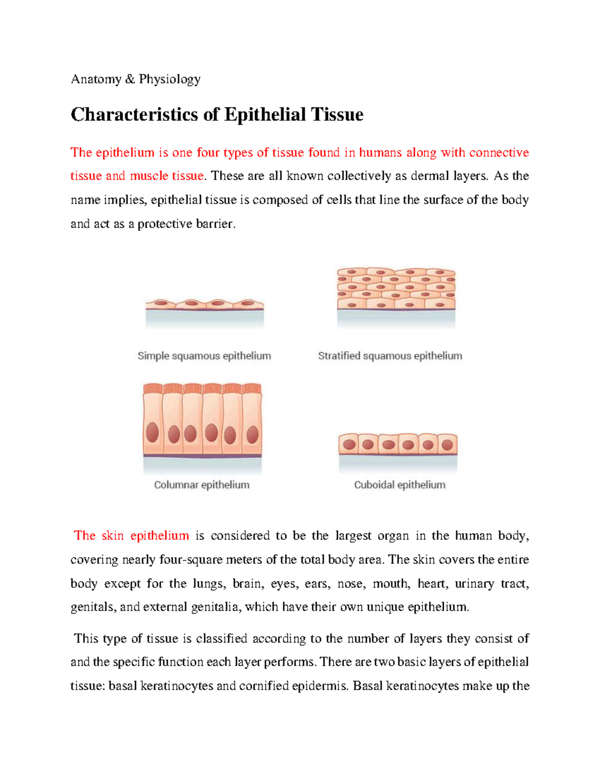 Characteristics Of Epithelial Tissue Anatomy And Physiology