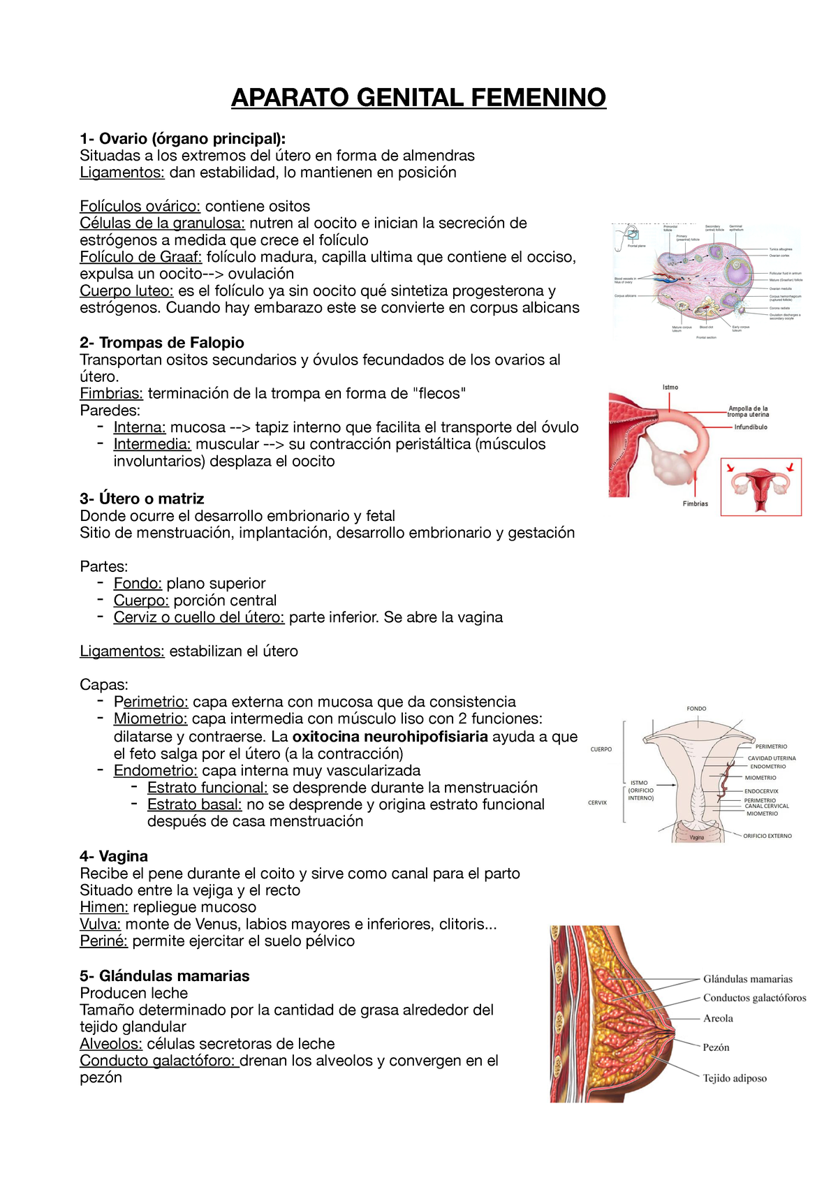 Tema 10 Aparato Genital Femenino Aparato Genital Femenino 1 Ovario