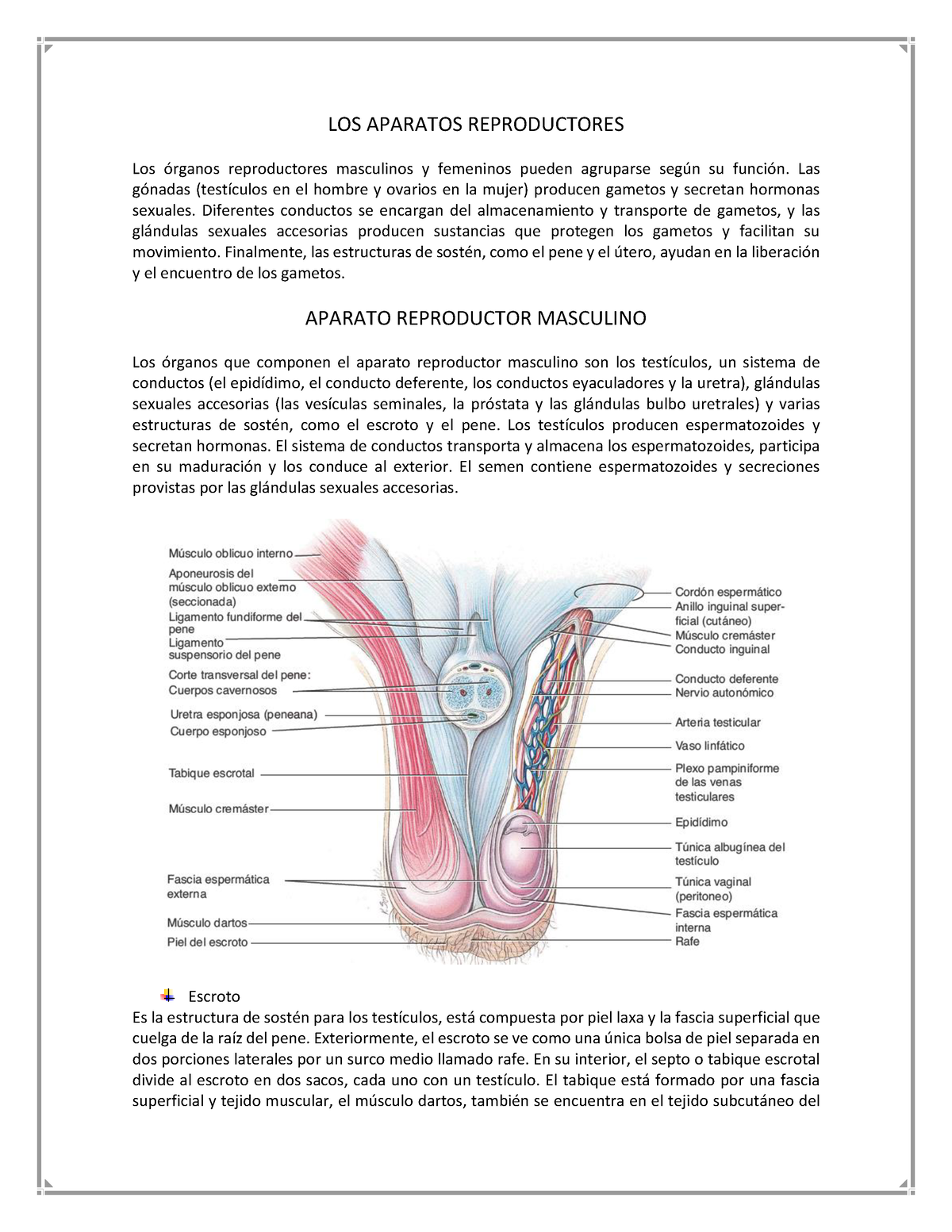 Aparato Reproductor Masculino Los Aparatos Reproductores Los Ûrganos