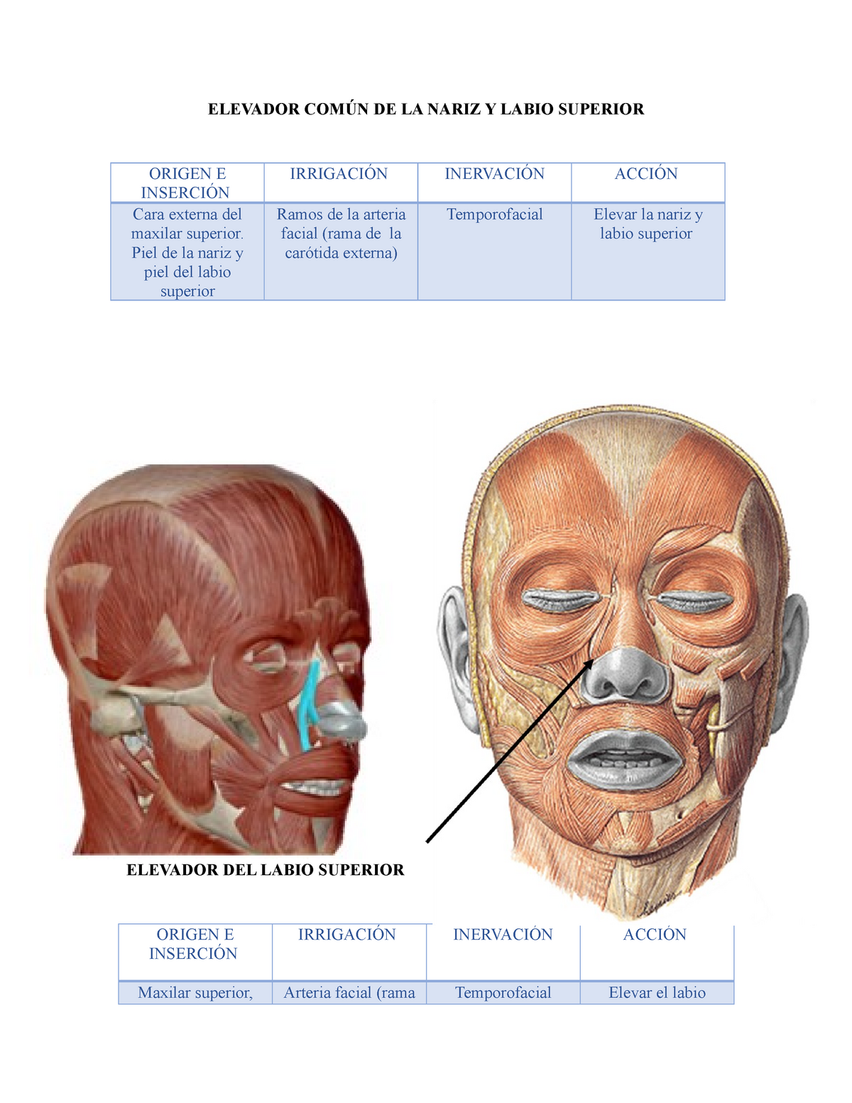 Musculos De La Cara Resumen Anatomia Elevador De La Nariz Y Labio