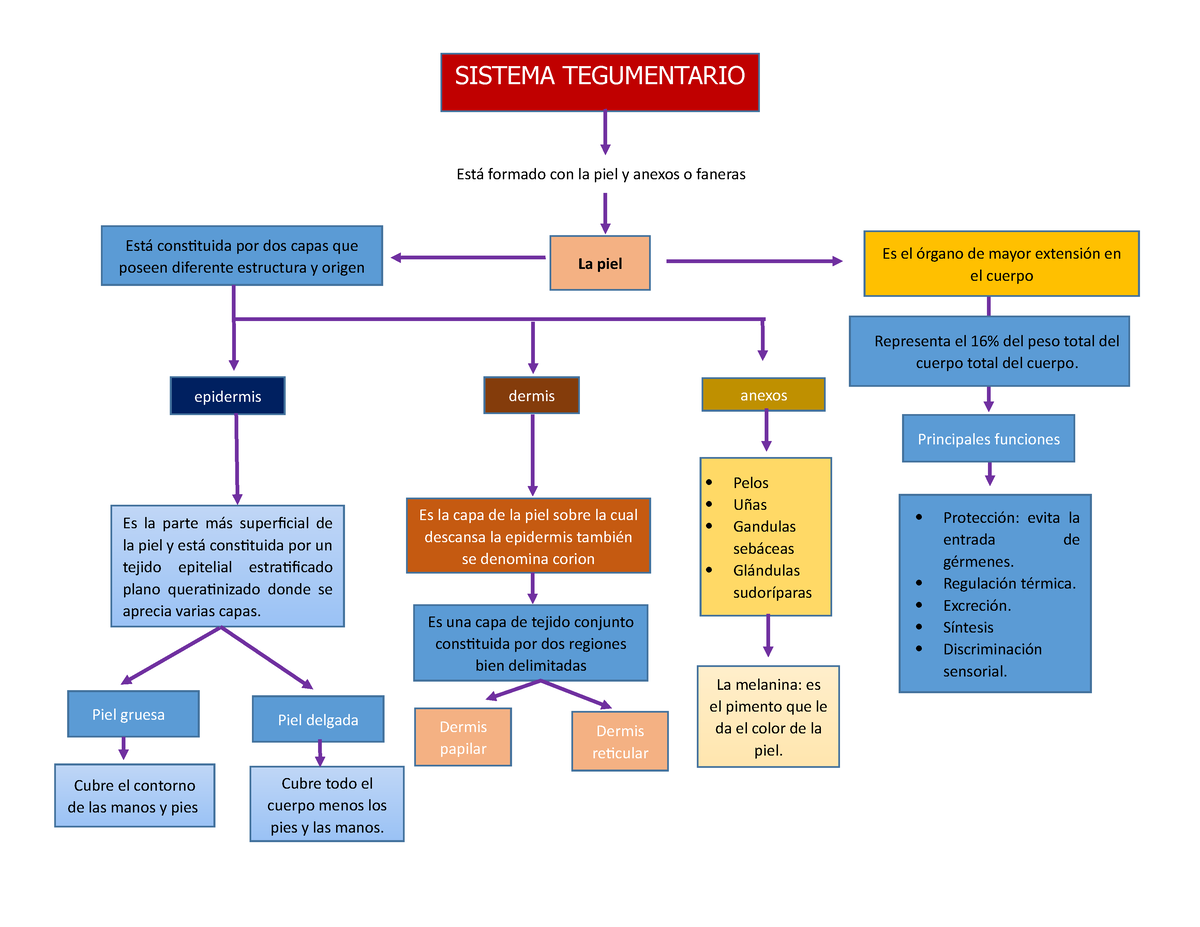 Sistema Tegumentario Mapa Mental Capas De La Piel Mel